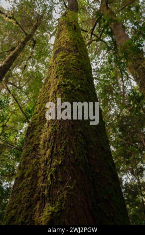 The tall Huon Pine trees in the Tahune Forest near Geeveston Tasmania ...