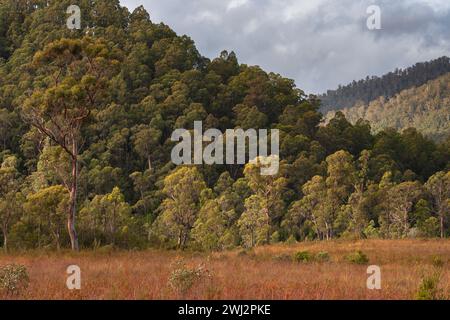 Temperate rainforest, mountains, hills and grassland wilderness in ...