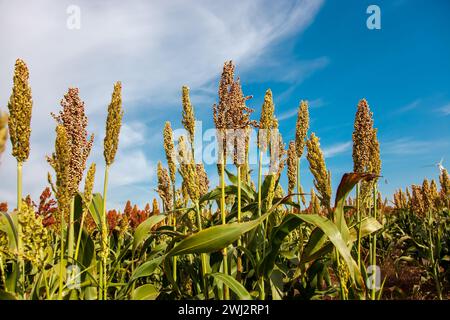 Biofuel and Food, Sorghum Plantation industry. Field of Sweet Sorghum ...