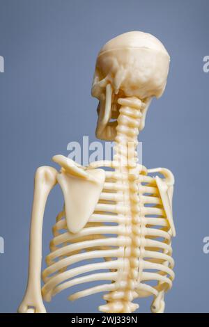 Anatomical skeleton model, Skeletal system Stock Photo - Alamy