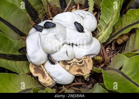 Australian Diamond Pythons hatching from egg Stock Photo - Alamy