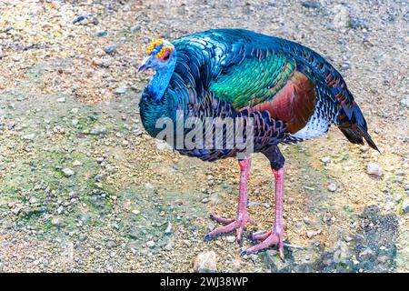 Beautiful colorful Ocellated Occellated turkey bird chicken in tropical ...