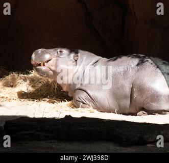 Pygmy Hippos are large semi-aquatic mammals, with a large barrel-shaped ...