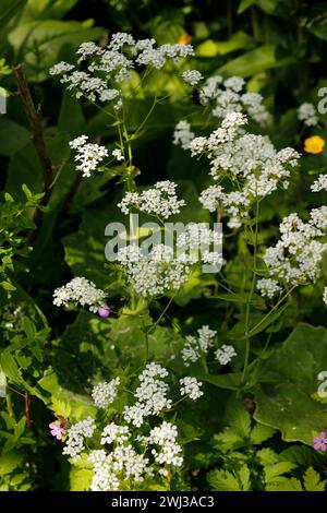 Peltaria alliacea 'Garlic Cress' Stock Photo - Alamy