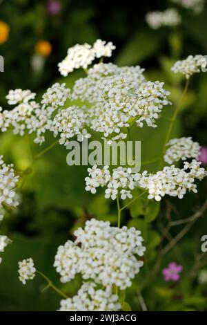 Peltaria alliacea 'Garlic Cress' Stock Photo - Alamy