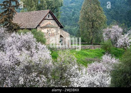 Greek orthodox church Panagia Asinou in Cyprus.Blooming almond tree in ...