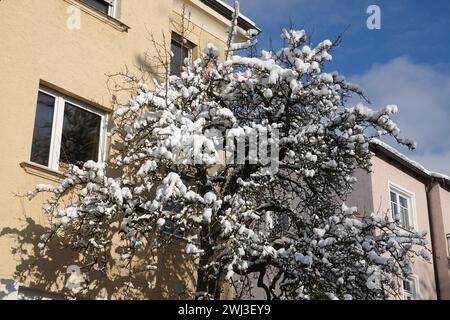 Pyrus communis, pear, snow Stock Photo - Alamy