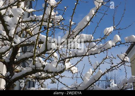 Pyrus communis, pear, snow Stock Photo - Alamy