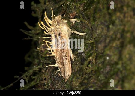 Moth infected with end0-parasitic akanthomyces fungus Stock Photo - Alamy