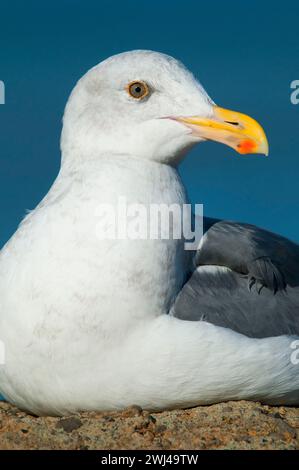 Gull, Fishing Rock State Park, Lincoln City, Oregon Stock Photo - Alamy