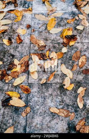 Fallen colorful autumn leaves lie on the ground. Close up Stock Photo - Alamy