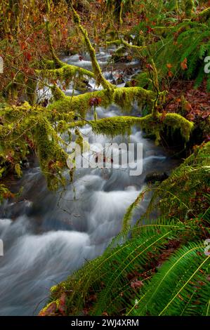 Plunkett Creek, Beazell Memorial Forest County Park, Benton County ...