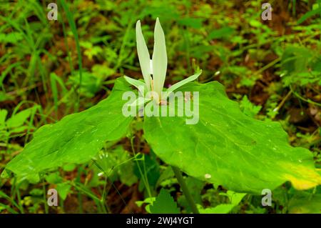 Giant trillium along Plunkett Creek Loop Trail, Beazell Memorial Forest ...