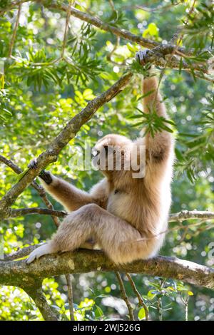 Gibbon in a bush landscape in South Africa Stock Photo - Alamy