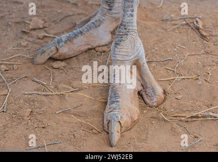 Close-up of the foot and claw of an African ostrich Stock Photo - Alamy