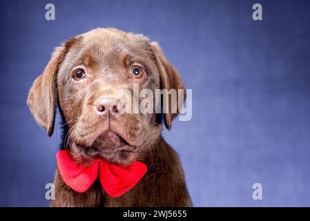 Portrait of a chocolate labrador puppy with a red bow on its neck on a ...