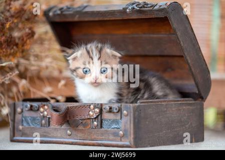 Scottish fold tricolor tabby kitten inside decorative dower chest on a ...