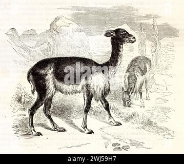 Vicuña (Vicugna vicugna), a wild South American camelid that is the ...