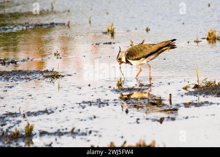 Northern Lapwing looking for food Stock Photo - Alamy