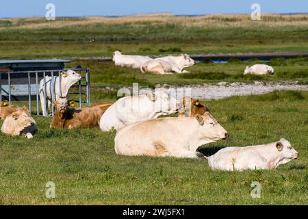 Uckermark cattle on the pasture Stock Photo - Alamy