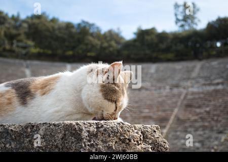 Cat sunbathing in front of Ancient Greek Theater (unfocused cat Stock ...