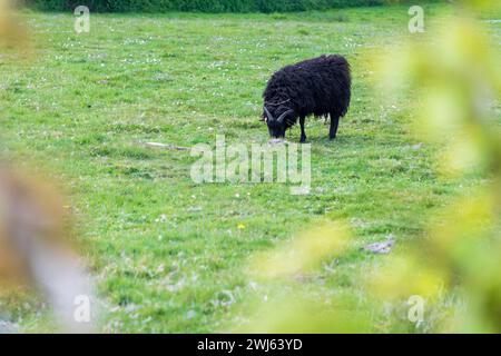 Hebridean sheep black British long-wool sheep grazing in pasture Stock ...