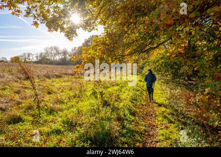 Woodland path near Woodham Walter near Maldon Essex Stock Photo - Alamy