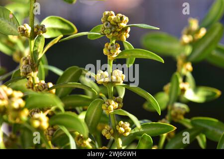 Buxus sempervirens buds Stock Photo - Alamy