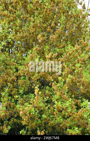 Palestine oak (Quercus calliprinos) is an evergreen small tree native ...