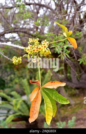 Lowveld chestnut (Sterculia murex) is a deciduous tree with edible ...