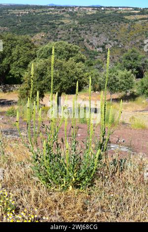 close-up of Reseda luteola, Weld, Dyer's Greenweed, Dyer's Rocket or ...