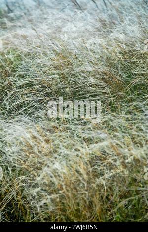 Feather-grass true steppe. Northern Black Sea region. The most common ...