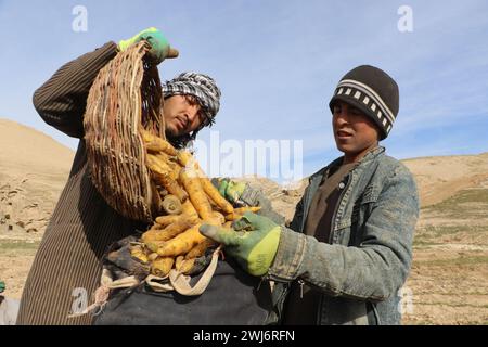 Sari Pul, Afghanistan. 12th Feb, 2024. Afghan farmers harvest carrots ...
