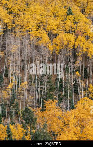FALL FOLIAGE, SANGRE DE CRISTO MOUNTAINS, SANTA FE, NM, USA Stock Photo ...