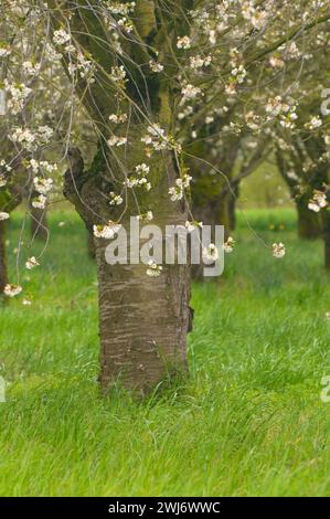 Cherry orchard in bloom, Marion County, Oregon Stock Photo - Alamy