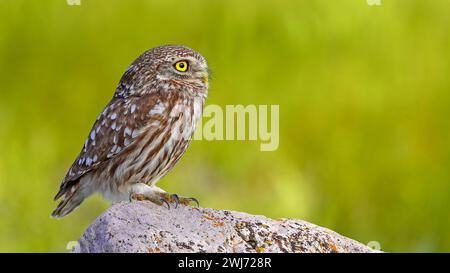 A flock of little birds perching on barbed wires fence in front of an ...