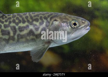 tiger trout swimming a hybrid of brook trout and brown trout Stock ...