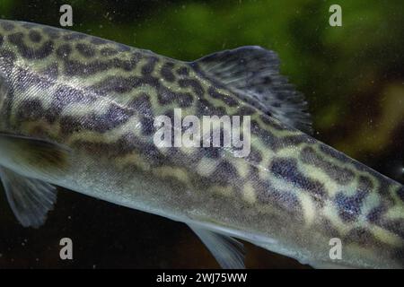 tiger trout swimming a hybrid of brook trout and brown trout Stock ...
