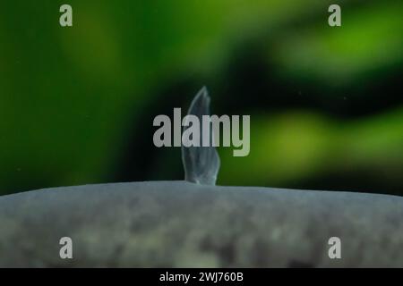 small wels catfish swimming around Stock Photo - Alamy