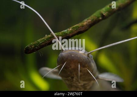 small wels catfish swimming around Stock Photo - Alamy