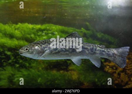 tiger trout swimming a hybrid of brook trout and brown trout Stock ...