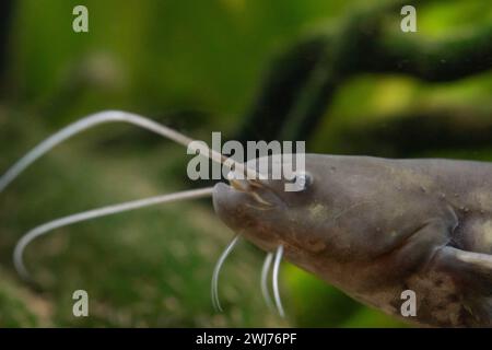 small wels catfish swimming around Stock Photo - Alamy