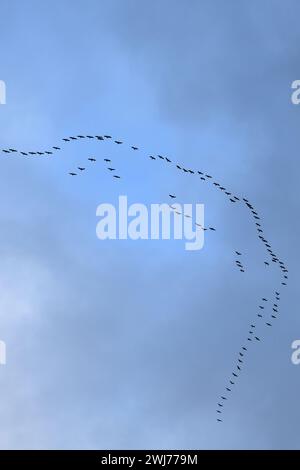 Common crane (Grus grus), flight formation, Saxony-Anhalt, Germany ...