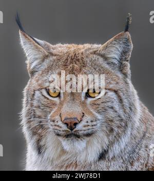 Close-up portrait of Eurasian lynx / Northern lynx (Lynx lynx lynx ...