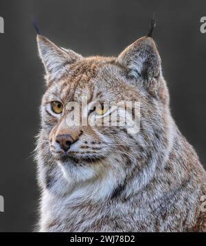 Close-up of Eurasian lynx / Northern lynx (Lynx lynx lynx) hunting in ...