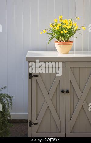 Arrangement of daffodils (narcissus) on a little cabinet in front of a ...