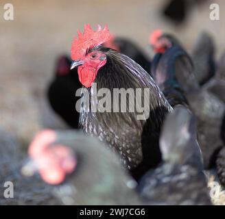 Gray rooster and white hens in the meadow. High quality photo Stock ...