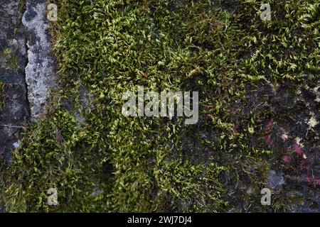 Fox-tail Feather-moss (Thamnobryum alopecurum Stock Photo - Alamy