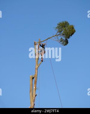 Tree surgeon in harness and safety equipment working at height felling ...