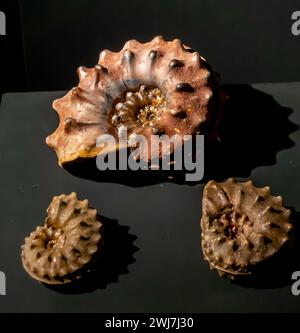 Ammonite, Ammonoidea, Ammonitoceras, a subclass of extinct mollusks ...